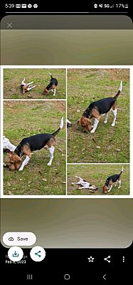 Charlotte, NC - Beagle/Beagle. Meet Patrick and Molly a Pet for ...