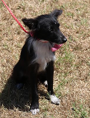 Bandera, TX - Border Collie/Miniature Pinscher. Meet Little Mama a Pet ...