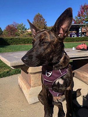 Rocky Point, NC - Dutch Shepherd. Meet Kinley a Pet for Adoption ...