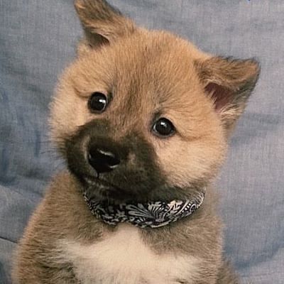 Los Angeles, CA - Jindo/Spitz (Unknown Type, Medium). Meet Clark a Pet ...