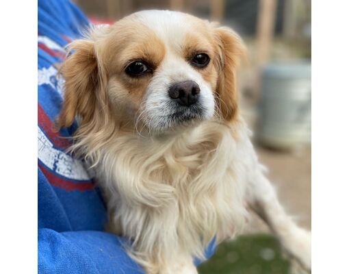 Holly, MI - Bichon Frise/Cavalier King Charles Spaniel. Meet Magnolia ...