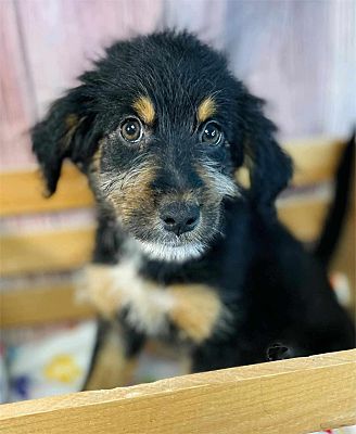 Pittsburgh, PA - German Wirehaired Pointer/Poodle (Standard). Meet ...