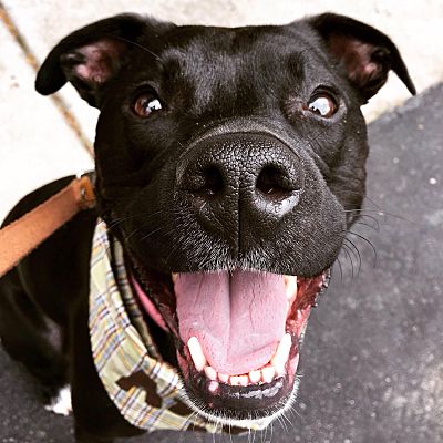Nashville, TN - Pit Bull Terrier. Meet Calla a Pet for Adoption ...