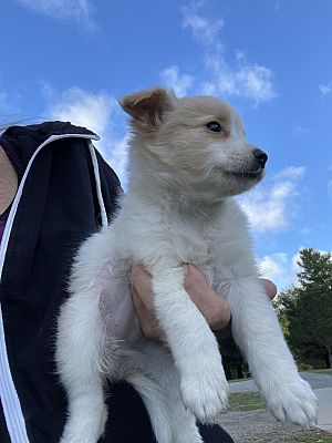 Memphis, MI - Sheltie, Shetland Sheepdog/American Eskimo Dog. Meet Ella ...