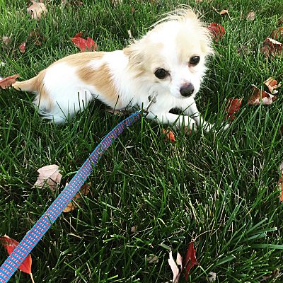Frederick, MD - Chihuahua/Labradoodle. Meet Levi a Pet for Adoption ...