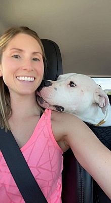 Rockville, MD - Dogo Argentino. Meet Athena a Pet for Adoption ...