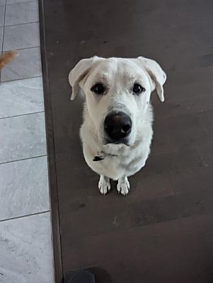 Sherman, TX - Great Pyrenees/Labrador Retriever. Meet Zale a Pet for ...
