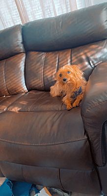 Beckley, WV - Yorkie, Yorkshire Terrier. Meet Truffles a Pet for ...