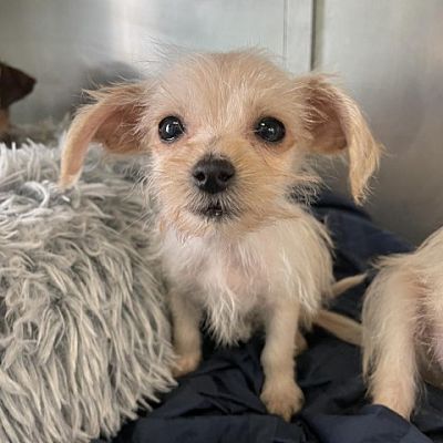 Philadelphia, PA - Poodle (Standard)/Mixed Breed (Small). Meet Orange a ...