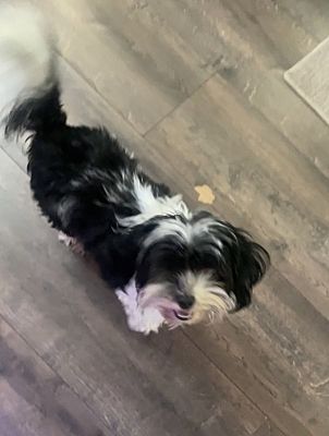 Portsmouth, VA - Yorkie Poo/Cavapoo. Meet Coco a Pet for Adoption ...
