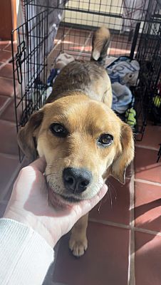 Skippack, PA - Beagle/Sheltie, Shetland Sheepdog. Meet Mandy a Pet for ...