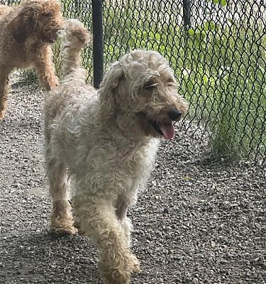 Elmsford, NY - Poodle (Standard). Meet Vicky a Pet for Adoption ...