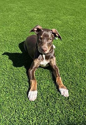 San Diego, CA - Doberman Pinscher/Labrador Retriever. Meet Hannah's ...