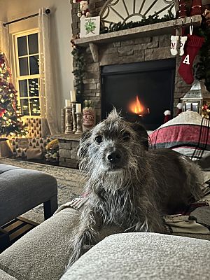 Aurora, OH - Mutt/Mutt. Meet Moose a Pet for Adoption - AdoptaPet.com