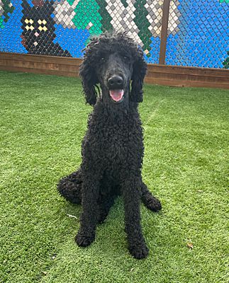 Temecula, CA - Standard Poodle. Meet Colby a Pet for Adoption ...