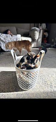 Dumfries, VA - Domestic Mediumhair. Meet Mila a Pet for Adoption ...