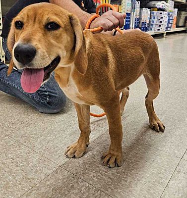 Sparta, NJ - Border Collie/Beagle. Meet Naomi a Pet for Adoption ...