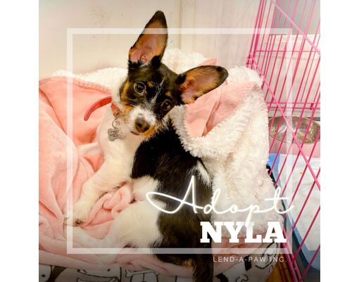 Oceanside, NY - Rat Terrier/Yorkie, Yorkshire Terrier. Meet Nyla a Pet ...