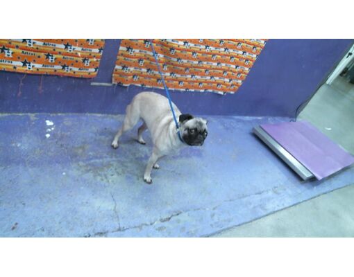 Houston, TX - Pug. Meet LUCI a Pet for Adoption - AdoptaPet.com