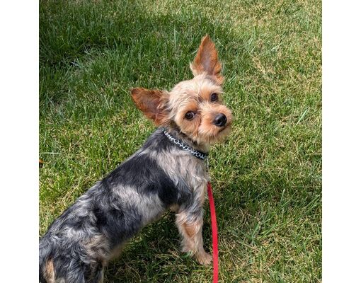 Rochester, MN - Yorkie, Yorkshire Terrier. Meet Baron a Pet for ...