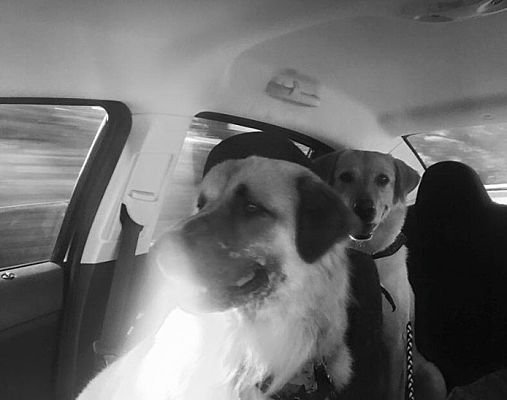 Sanger, TX - Great Pyrenees/Shepherd (Unknown Type). Meet General a Pet ...