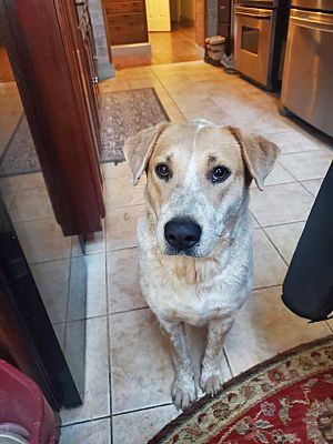 Westminster, MD - Blue Heeler/Labrador Retriever. Meet Luna a Pet for ...