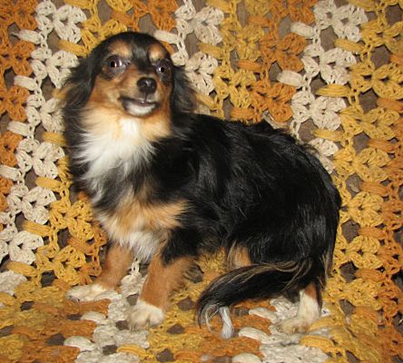 Redding, CA - Dachshund/Yorkie, Yorkshire Terrier. Meet Desi a Pet for ...