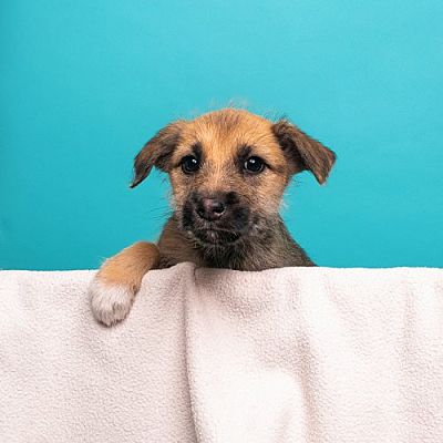 Palo Alto, CA - Irish Wolfhound/Miniature Schnauzer. Meet Cereal: Snap ...