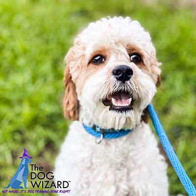 Indianapolis, IN - Cockapoo. Meet Philly a Pet for Adoption - AdoptaPet.com