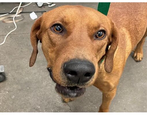 Tucson, AZ - Redbone Coonhound/Rhodesian Ridgeback. Meet LINCOLN* a Pet ...