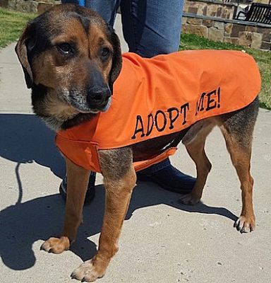 Tahlequah, OK - Hound (Unknown Type). Meet Dingo a Pet for Adoption ...