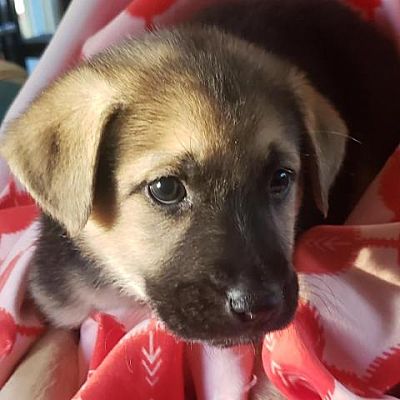 Austin, TX - German Shepherd Dog. Meet April Lasky a Pet for Adoption ...