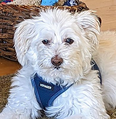 Sandston, VA - Maltese. Meet Rhys a Pet for Adoption - AdoptaPet.com