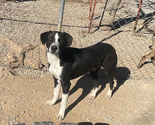Batesville, AR - Border Collie. Meet Magnum a Pet for Adoption ...