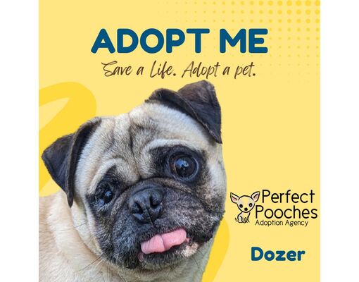 Romeoville, IL - Pug. Meet Dozer a Pet for Adoption - AdoptaPet.com
