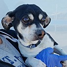 Boston Terrier Puppies - Boston Terrier Rescue and Adoption