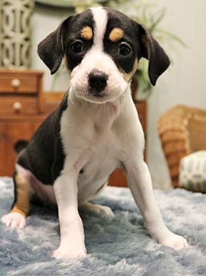 Southington, CT - Beagle/Doberman Pinscher. Meet Tizzy a Pet for ...