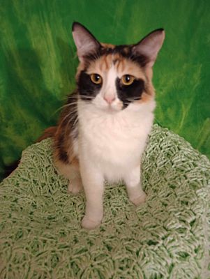 Goodyear, AZ - Calico. Meet Safari a Pet for Adoption - AdoptaPet.com