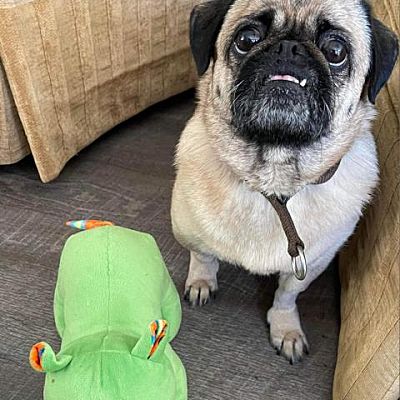 Jarrettsville, MD - Pug. Meet Ellie a Pet for Adoption - AdoptaPet.com