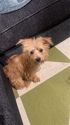 Dallas, TX - Yorkie, Yorkshire Terrier/Maltese. Meet Button a Pet for ...