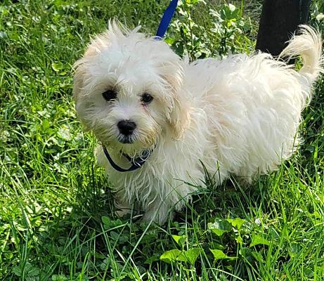 Yorkville, IL - Shih Tzu/Bichon Frise. Meet ADOPTION PENDING Capella a ...