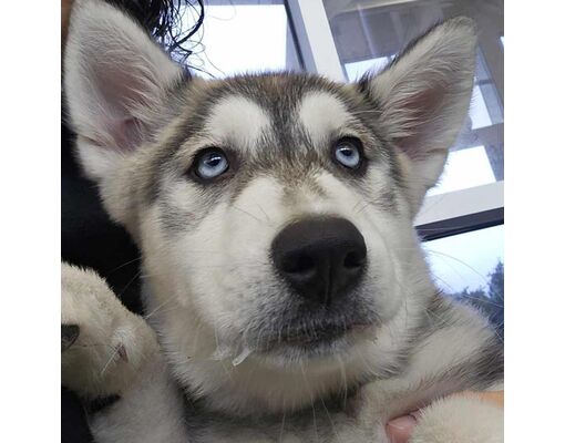 St Louis, MO - Husky. Meet Ripley MF a Pet for Adoption - AdoptaPet.com