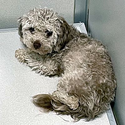 Des Moines, IA - Miniature Poodle. Meet Chocolate -- Bonded Buddy With ...