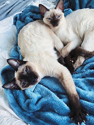 Phoenixville, PA - Siamese. Meet Chai & Mocha a Pet for Adoption ...