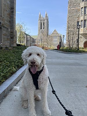 Boston, MA - Goldendoodle. Meet Gordie a Pet for Adoption - AdoptaPet.com