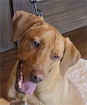 Hartford, CT - Rhodesian Ridgeback/Labrador Retriever. Meet Brooks a ...