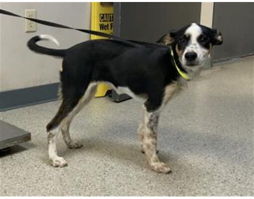 Visalia, CA - German Shorthaired Pointer. Meet *WIGGLES a Pet for ...