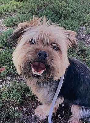 Fort Madison, IA - Japanese Chin/Yorkie, Yorkshire Terrier. Meet Yadi a ...