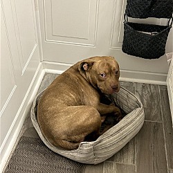 Dallas, GA - Mixed Breed (Medium). Meet Chungus (Courtesy Post) a Pet ...
