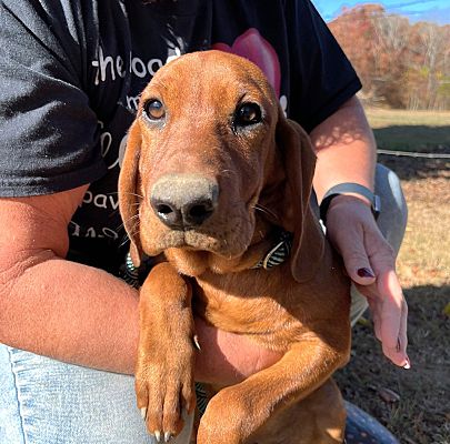 CHICHESTER, NH - Redbone Coonhound/Mixed Breed (Large). Meet Ann a Pet ...